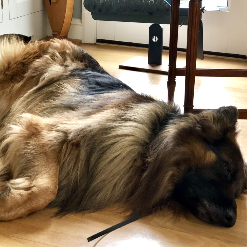 Super Tired, Worn Out, Dog Gone – Durango Came Home!